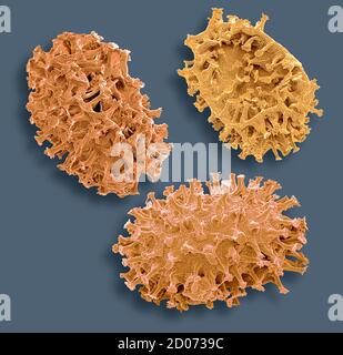 Gastrotrich. Coloured scanning electron micrograph (SEM) of a ...