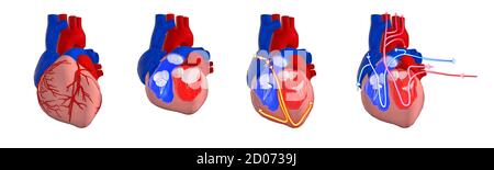 Human heart and its electrical system, 3d illustration. The yellow ...
