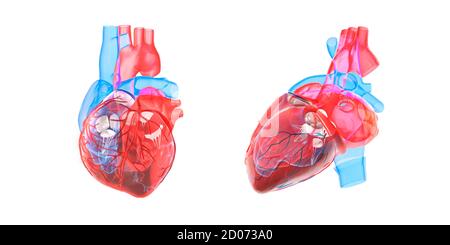 Anatomy of a human heart, front and side view, 3d illustration Stock ...
