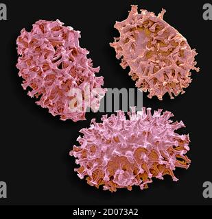 Gastrotrich. Coloured scanning electron micrograph (SEM) of a ...