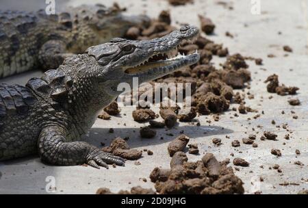 Feeding crocodiles on a crocodile farm. Crocodiles in the pond ...