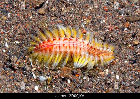 Bristle worm. Polychaete marine worm (Brada villosa) with its tentacles ...