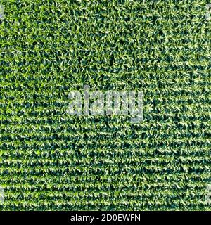Aerial Drone image view of corn field in Tuaran, Sabah, Borneo Stock ...