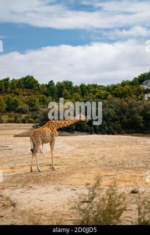 Giraffe walking in bush area, giraffa camelopardalis , Moremi game ...
