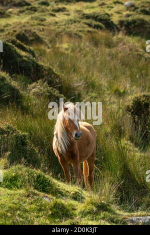 Carneddau pony, late summer in the carneddau mountain range of the ...