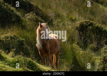 Carneddau pony, late summer in the carneddau mountain range of the ...