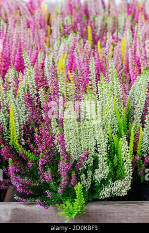 Erica elegant blooming pink flowers, floral background. Fresh natural ...