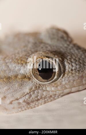 Gray house Gecko living inside a European house Stock Photo - Alamy