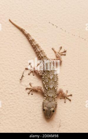 Gray house Gecko living inside a European house Stock Photo - Alamy