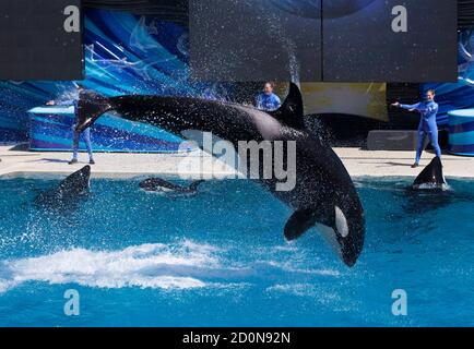 Trainers with Killer Whales at Seaworld San Diego, California Stock ...