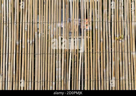 Fence of bamboo sticks fastened with wire Stock Photo - Alamy
