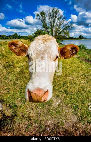 floating cows head Stock Photo - Alamy