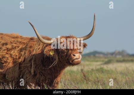 A longhorn highlander cow close up portrait under the rain Stock Photo ...