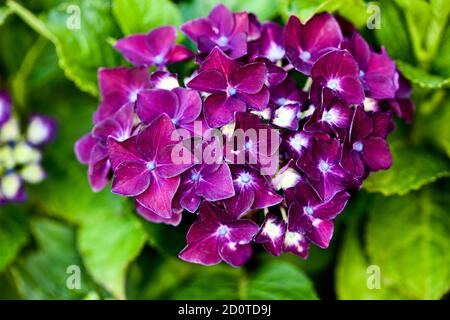 Hydrangea Macrophylla 'Deep Purple Dance' Stock Photo - Alamy