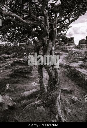Moody Hawthorne tree trunks in a wood with ivy vines wrapped around ...