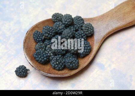 Wild Assam Pepper, Piper Mullesua Stock Photo - Alamy