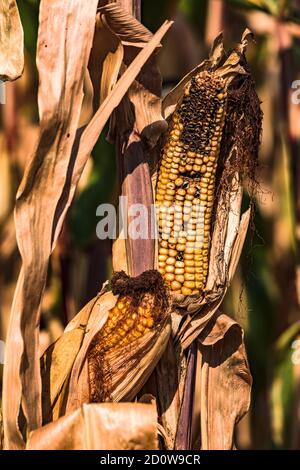 Damaged corn on the cob in cultivated field Stock Photo - Alamy