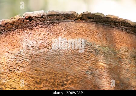 The root cut front inside part of the coconut tree with white ...