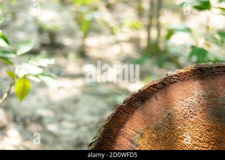 The root cut front inside part of the coconut tree with white ...