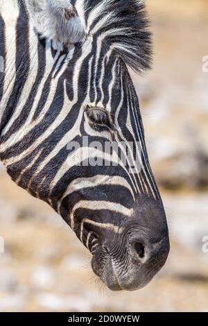 One Burchell's Plains zebra -Equus quagga burchelli- walking on the ...