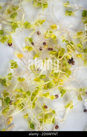 Potomac Sprout Company Organic Alfalfa Sprouts Stock Photo - Alamy