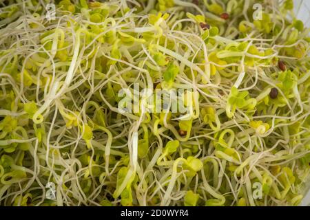 Potomac Sprout Company Organic Sprouts Stock Photo - Alamy