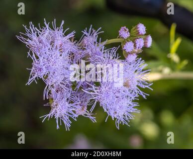 Palmleaf Mistflower (Conoclinium dissectum Stock Photo - Alamy