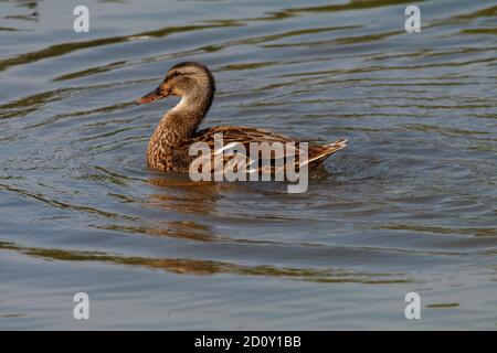 Backwell Lake nature reserve Mallard duck on land Stock Photo - Alamy