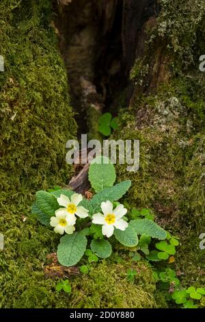 Colourful Primrose flowers .(Primula vulgaris Stock Photo - Alamy