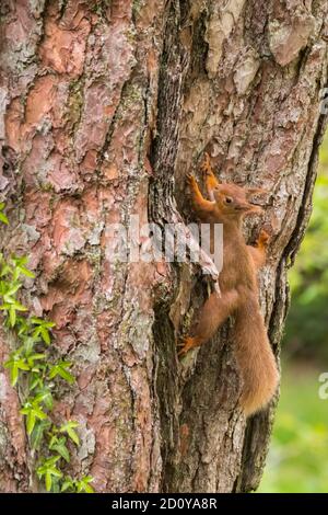 Dumfries and Galloway Red squirrel Sciurus vulgaris squirrel squirrels ...