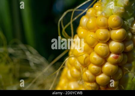 Blured focus. Closeup corn on the stalk in the corn field. Fresh corn ...