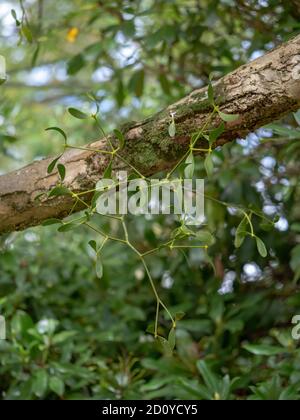 Viscum album aka mistletoe. Parasite plant Stock Photo - Alamy