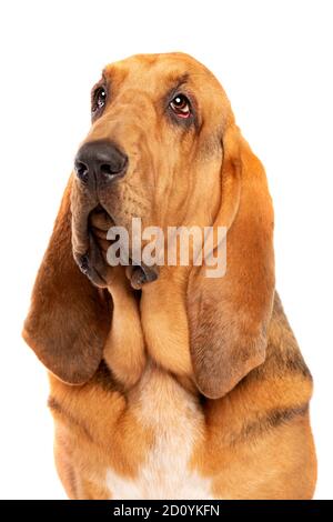 wrinkly bloodhound dog Stock Photo - Alamy