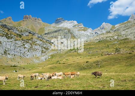 Herd of cows in the Pyrenees, Canfranc Valley, Huesca province in Spain ...