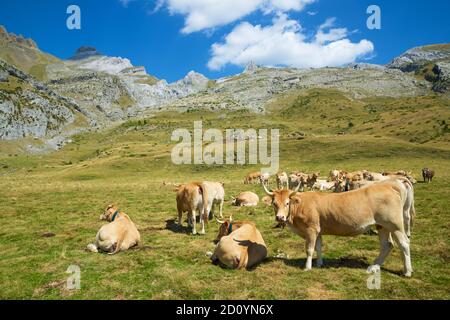 Herd of cows in the Pyrenees, Canfranc Valley, Huesca province in Spain ...