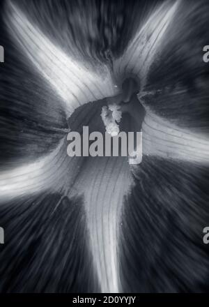 Bell Flower close up isolated on dark green background Stock Photo - Alamy