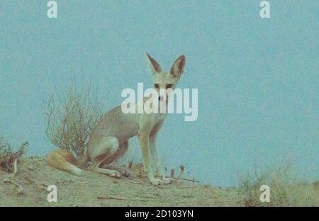 The Bengal fox, also known as the Indian fox, is a fox endemic to the ...