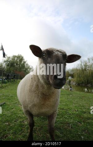 ILE DE FRANCE SHEEP, A FRENCH BREED, EWE WITH SUCKLING LAMB Stock Photo ...
