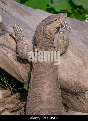 Indian Moniter Lizard in National park, Varanus bengalensis, Bandipur ...