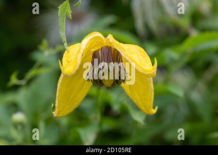 Close up of a yellow downy clematis (clematis macropetala) flower in ...