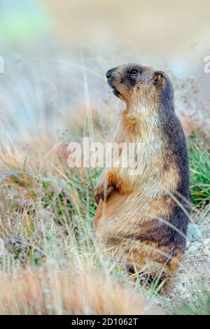 The long-tailed marmot (Marmota caudata) or golden marmot is a marmot ...