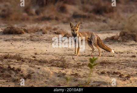 The Bengal fox, also known as the Indian fox, is a fox endemic to the ...