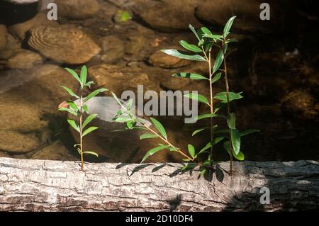 Willow sprout from fallen tree in water closeup Stock Photo - Alamy