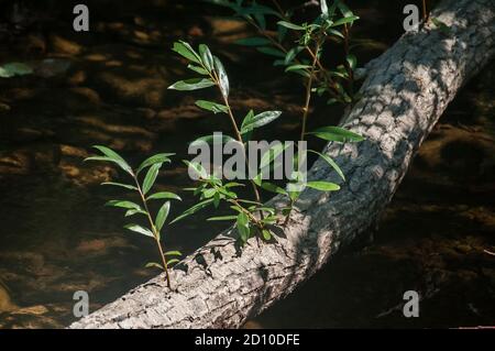 Willow sprout from fallen tree in water closeup Stock Photo - Alamy