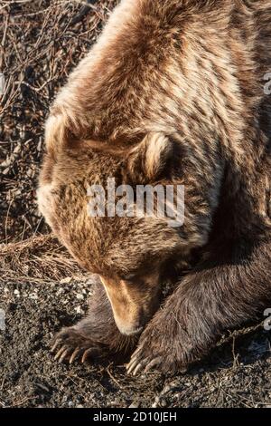 Grizzly Bear, Digging roots, Spring, Denali National Park, Alaska Stock ...