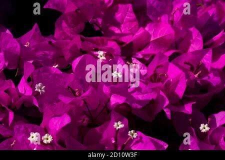 Pink bougenvilla background. Flowers background. Mediterranean plants ...