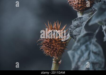 Selective focus shot Devil's snare plant Stock Photo - Alamy