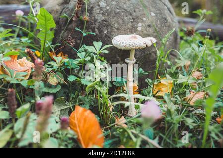 Autumns forest. Inedible mushroom among herbs. A large rock in the ...