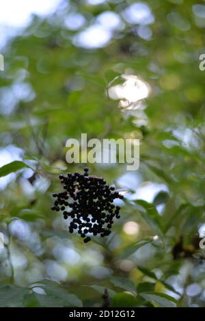 Selective focus shot of ripe elderberries in the forest Stock Photo - Alamy