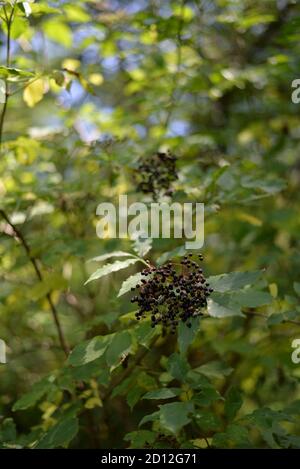 Selective focus shot of ripe elderberries in the forest Stock Photo - Alamy
